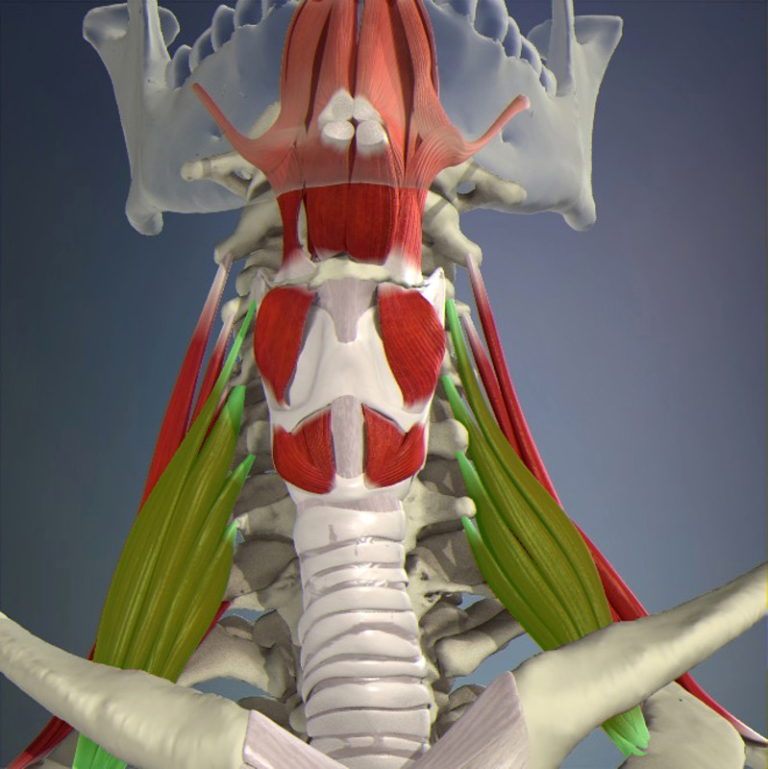 Scalenes Instructions | Advanced-Trainings