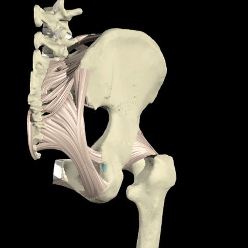 PELVIS, HIP, & SACRUM Part I and II | Advanced-Trainings